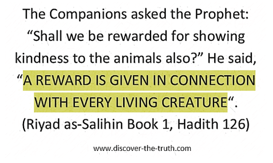 Muhammed A Mercy: Analysing Dogs Killed In Madinah – Discover The Truth